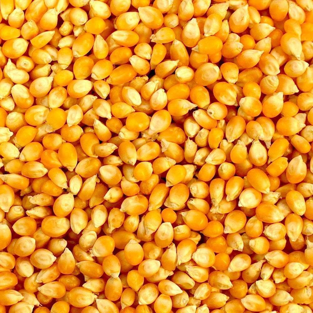Yellow Corn Seeds - Cultivation Type: Organic - Cultivation Type ...