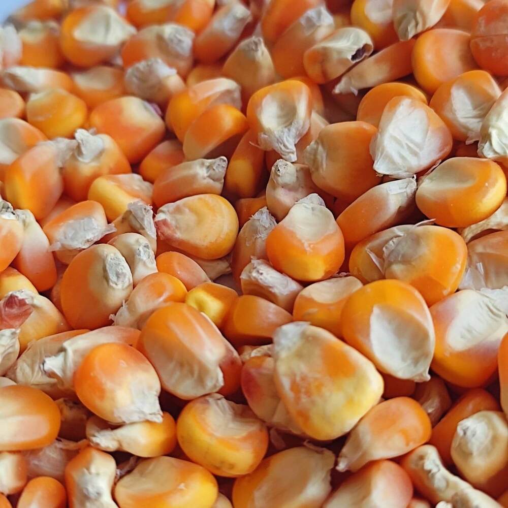 Yellow Corn Seeds - Cultivation Type: Organic - Cultivation Type ...