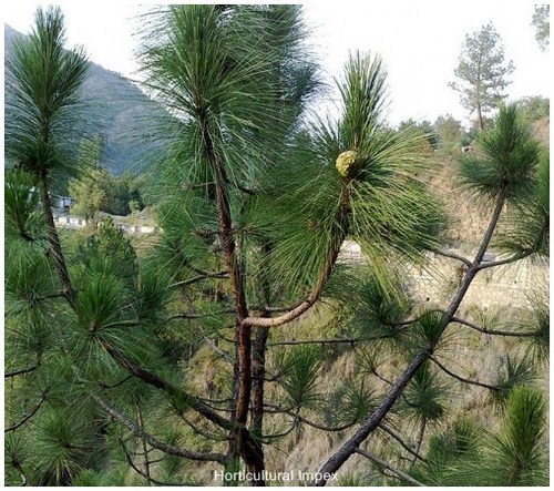 Pinus Roxburghii at Best Price in Dehradun, Uttarakhand | Horticultural ...