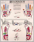Reflexology Anatomical Charts at Best Price in Ambala Cantt | Vidya ...