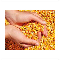 Corn Seed at Best Price in Salem, Tamil Nadu | Ksm Exports