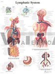 Lymphatic System - Anatomical Chart at Best Price in Ambala Cantt ...
