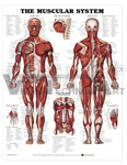 The Muscular System Anatomical Chart at Best Price in Ambala Cantt ...