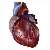 Human Heart Model at Best Price in Ambala Cantt, Haryana | Hr ...