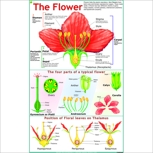 Flower Chart at Best Price in Mumbai, Maharashtra | Shivam Trading Co.