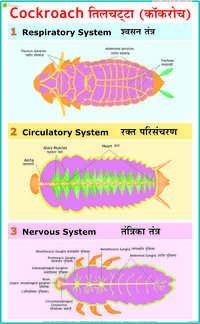 Circulatory System Of Cockroach