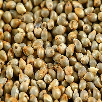 Green Bajra Millet at Best Price in Nagaur, Rajasthan | Divyajyoti ...