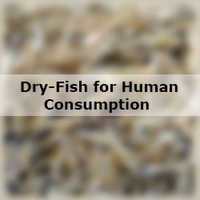 Dry-fish For Human Consumption at Best Price in Chennai | Yu & I India ...