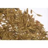 Jirak at Best Price in Karnal, Haryana | Vhca Herbals