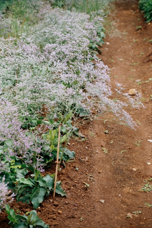 Limonium Plants at Best Price in Bengaluru, Karnataka | Bangalore ...