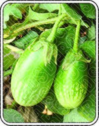 Abha Seeds at Best Price in Kolkata, West Bengal | Debgiri Agro ...