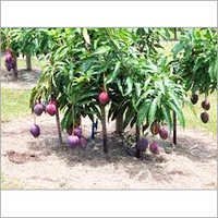 Gulab Khas Plant at Best Price in Anand, Gujarat | Ambica Agro