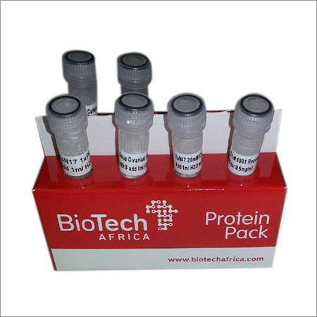 Syphilis Proteins at Best Price in Cape Town, Western Cape | Biotech Africa