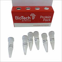 Medical Syphilis Proteins at Best Price in Cape Town, Western Cape ...