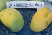 Devgad Alphonso Mango at Best Price in Visavadar, Gujarat | Jagdamba ...