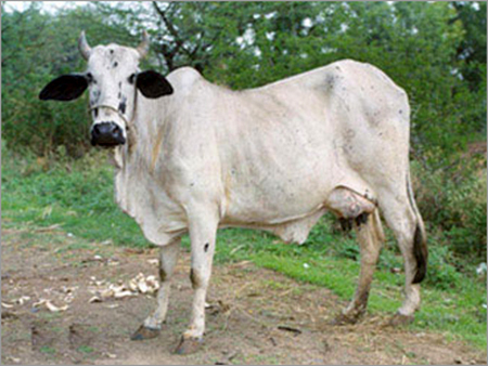 Tharparkar Breed Cow at Best Price in Karnal, Haryana | Bhatia Dairy Farm