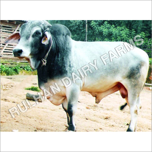 Indian Tharparkar Bull at Best Price in Karnal, Haryana | Rulhan Dairy ...