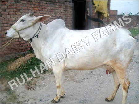 Hariana Cattle Breed at Best Price in Karnal, Haryana | Rulhan Dairy Farms