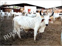 Hariana Cow at Best Price in Karnal, Haryana | Rulhan Dairy Farms