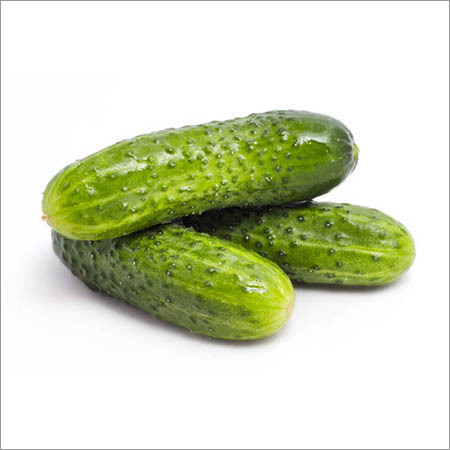 Fresh Cucumbers at Best Price in Tiruchirappalli, Tamil Nadu | Sspp Exports