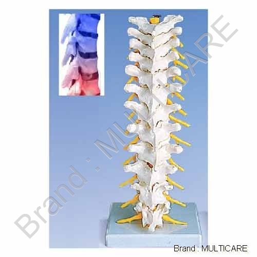 Human Thoracic Spinal Column at Best Price in New Delhi | Multicare ...