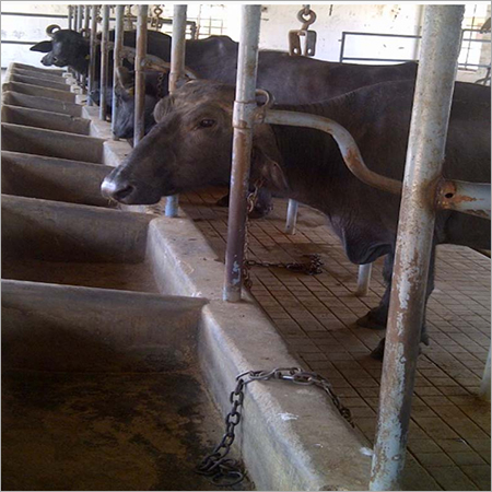 Buffalo Dairy Farming at Best Price in Lucknow, Uttar Pradesh | Abaard ...