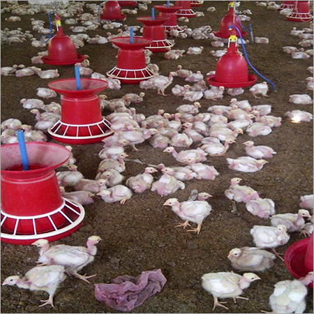Hen Poultry Farming at Best Price in Lucknow, Uttar Pradesh | Abaard ...