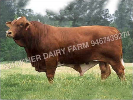 Hf Bull at Best Price in Karnal, Haryana | Khokher Dairy Farm