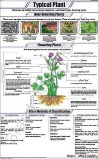 Typical Plant Chart at Best Price in New Delhi, Delhi | Multicare ...