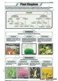 Plant Kingdom Chart at Best Price in New Delhi, Delhi | Multicare ...