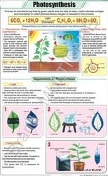 Photosynthesis Chart at Best Price in New Delhi, Delhi | Multicare ...