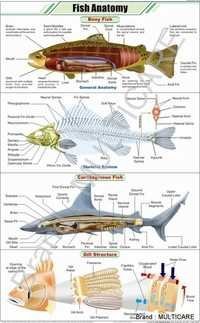 Fish Anatomy Chart at Best Price in New Delhi, Delhi | Multicare ...
