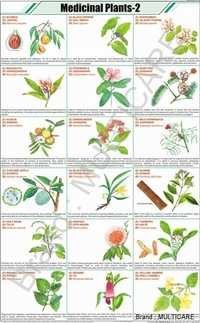 Medicinal Plants Chart -2 at Best Price in New Delhi | Multicare ...