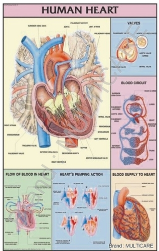 Human Heart Chart at Best Price in New Delhi, Delhi | Multicare ...