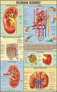 Human Kidney Chart at Best Price in New Delhi, Delhi | Multicare ...