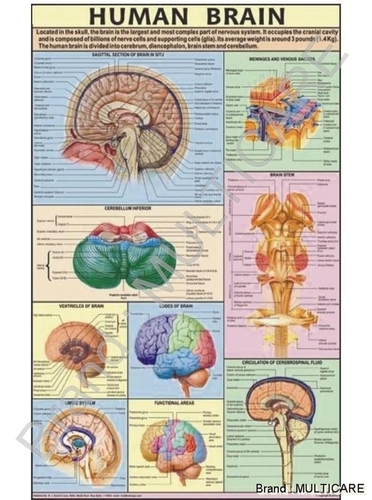 Human Brain Chart at Best Price in New Delhi, Delhi | Multicare ...