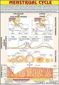 Menstrual Cycle Chart at Best Price in New Delhi, Delhi | Multicare ...