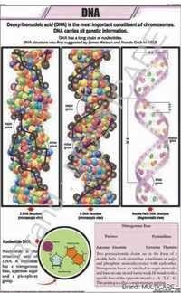 Dna Chart at Best Price in New Delhi, Delhi | Multicare Surgical ...