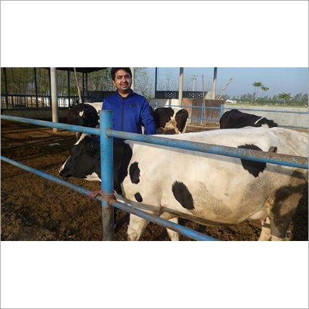 White Hf Cow at Best Price in Karnal, Haryana | Pahwa Dairy