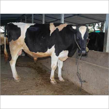 Dairy Hf Bull at Best Price in Karnal, Haryana | Vansh Dairy Farm