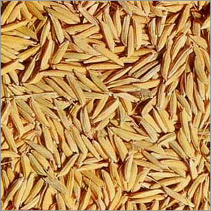 Paddy Seeds at Best Price in Karnal, Haryana | Arjun Seeds Corp.