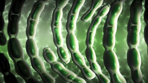 Bacillus Coagulans at Best Price in Surat, Gujarat | V Sthiraa Bioscience