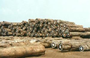 Timber Logs at Best Price in Chennai, Tamil Nadu | Ambika Wood ...