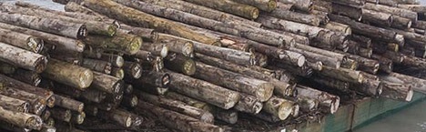 Sal Logs at Best Price in Chennai, Tamil Nadu | Ambika Wood Industries ...
