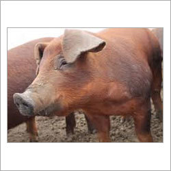 Brown Duroc Pig at Best Price in Ludhiana, Punjab | Indo Canadian Swine ...