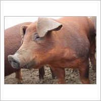 Brown Duroc Pig at Best Price in Ludhiana, Punjab | Indo Canadian Swine ...