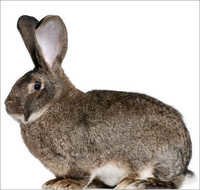 Brown Flemish Giant Rabbit at Best Price in Kelamangalam | Aravind Gau ...