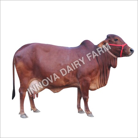 Black Haryana Sahiwal Cow at Best Price in Karnal | Innova Dairy Farm