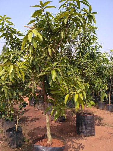 Mamidi Mango Plant at Best Price in East Godavari Dist., Andhra Pradesh ...
