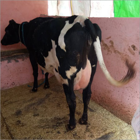 Milking Hf Cows at Best Price in Karnal, Haryana | Suresh Dairy Farm